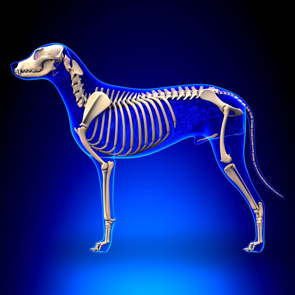 Guest Blog: The School of Canine Science Measuring System – BetterBred.com