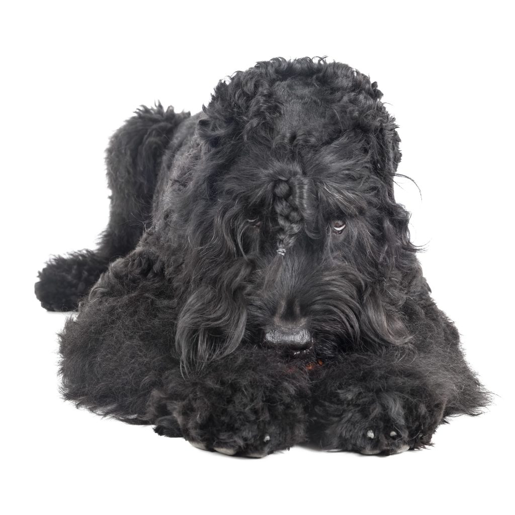 Red Star Kennel – Black Russian Terriers! – BetterBred.com