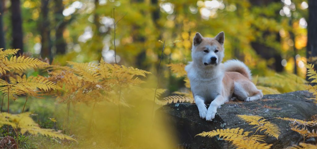 Breed summaries – Akitas! – BetterBred.com
