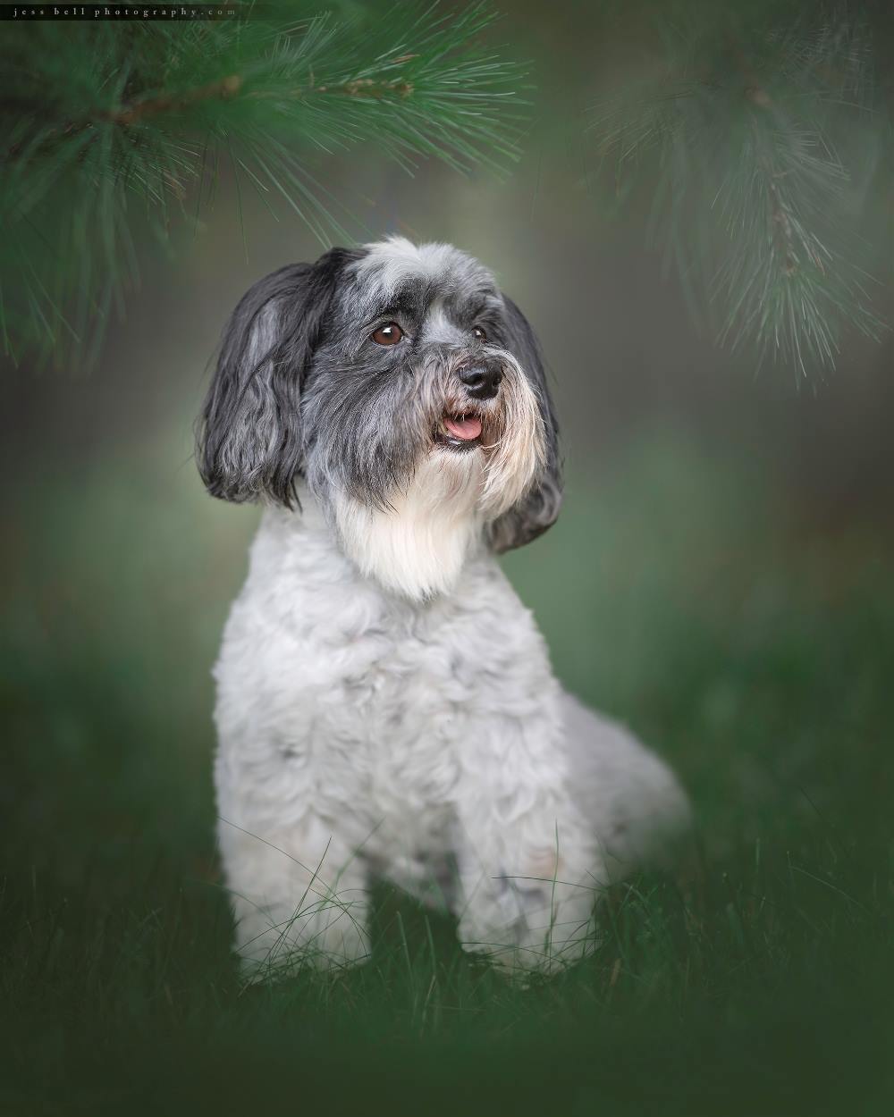 Let’s talk about linebreeding. – BetterBred.com