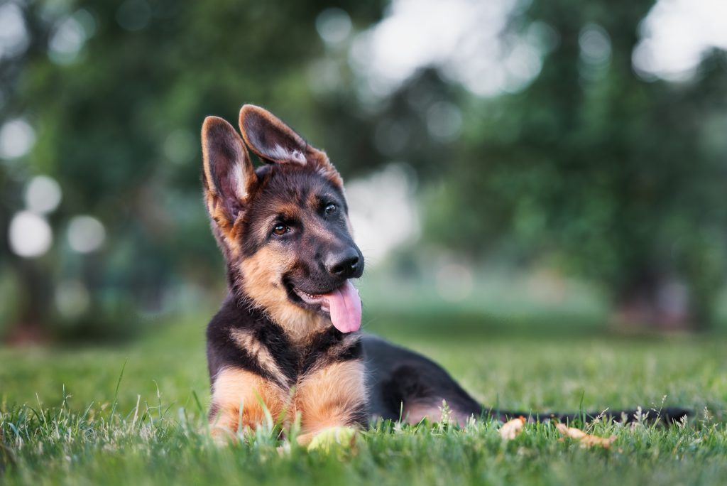 COI is useless? – BetterBred.com
