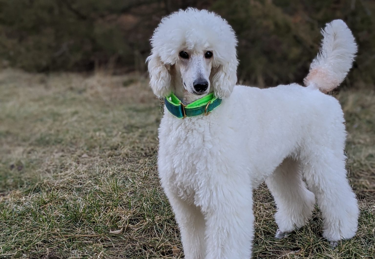 Test breeding – Standard Poodles – BetterBred.com