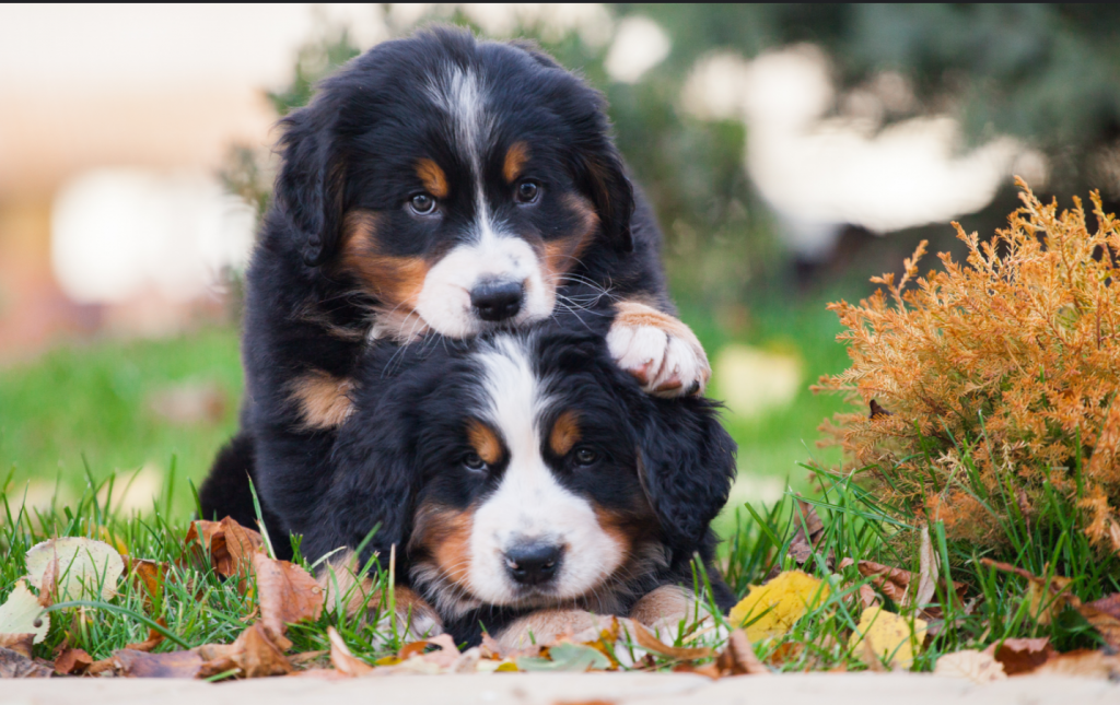 Bernese Mountain Dog test breeding – BetterBred.com