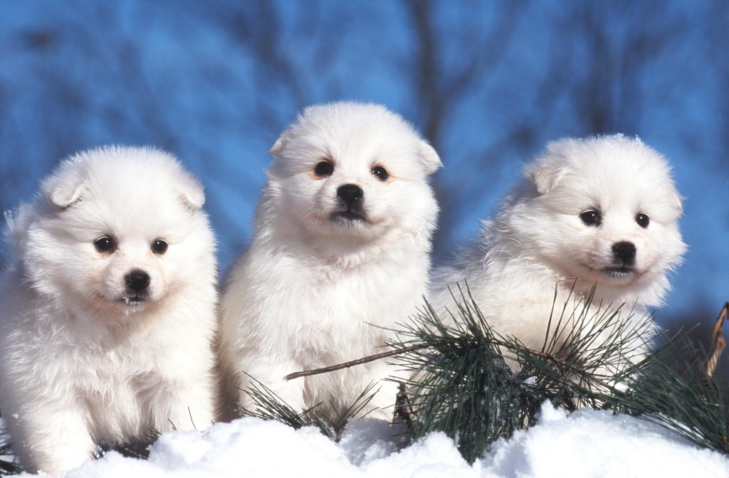 Miniature American Eskimo Test Breeding – BetterBred.com