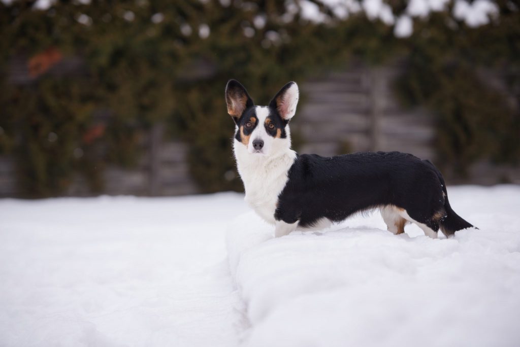 Cardigan Welsh Corgi breeding! – BetterBred.com